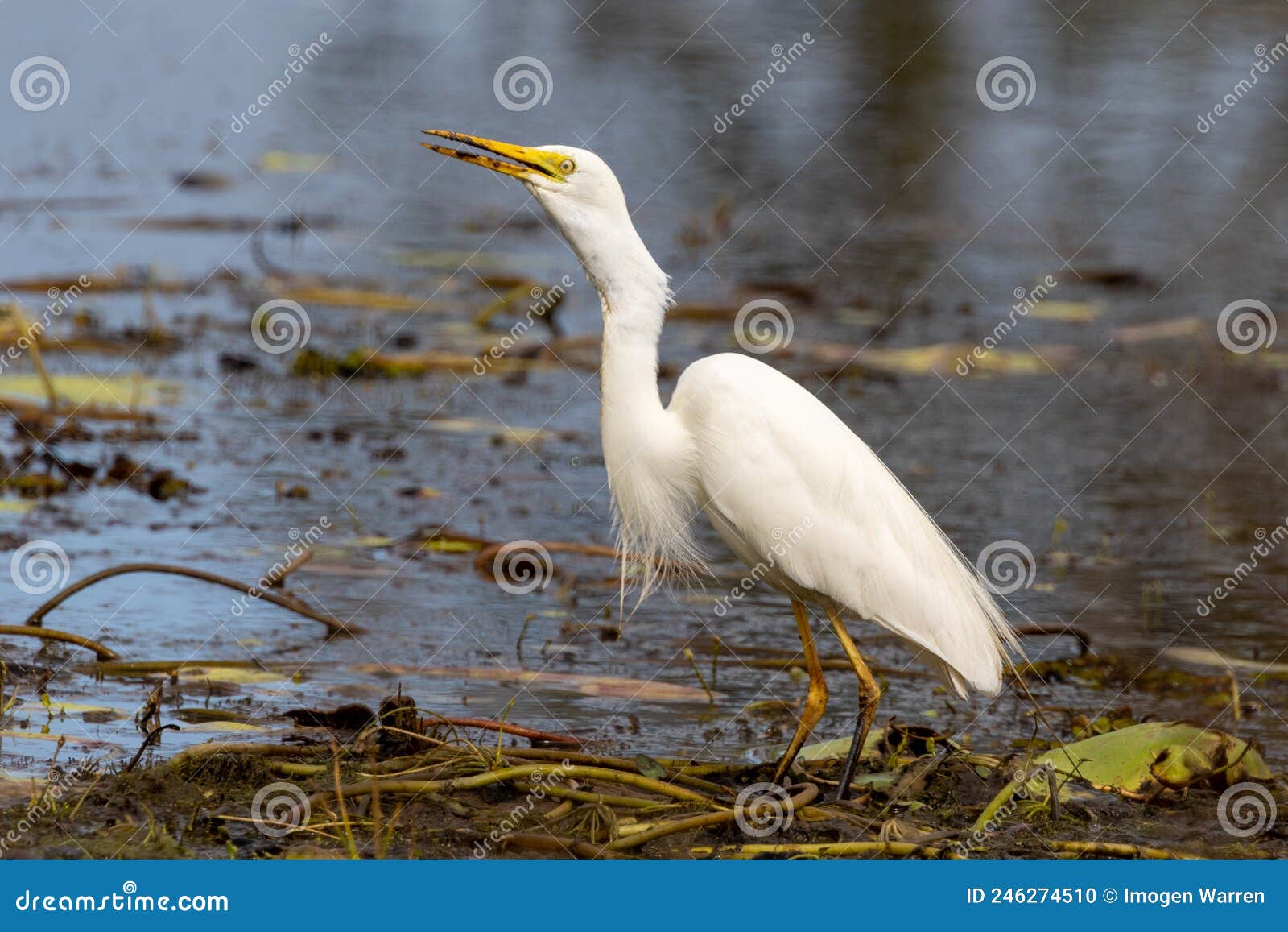 Intermediate Egret in Queensland Australia Stock Photo - Image of bird ...
