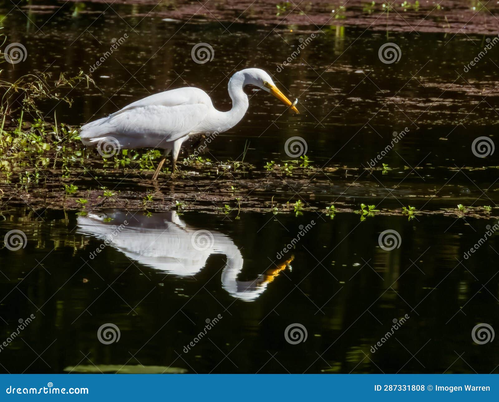 Intermediate Egret in Queensland Australia Stock Photo - Image of australasian, great: 287331808