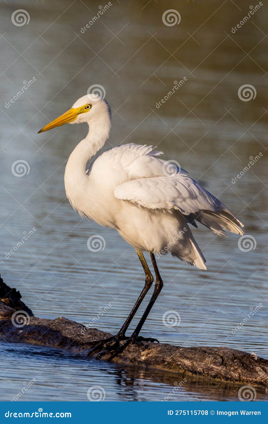 Intermediate Egret in Queensland Australia Stock Photo - Image of ...