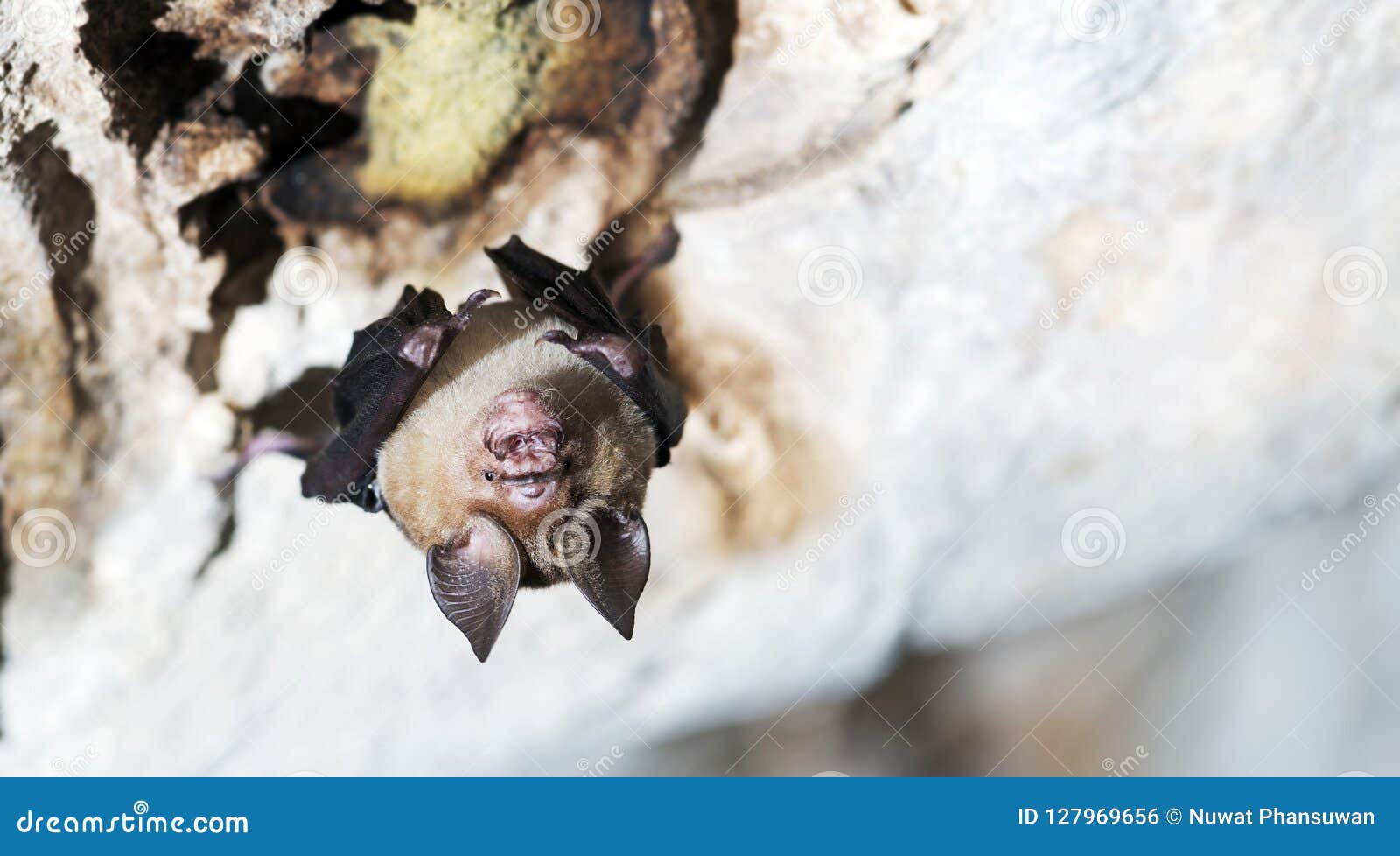 Intermediate Roundleaf Bat Hipposideros Cf. Larvatus are Staying in ...