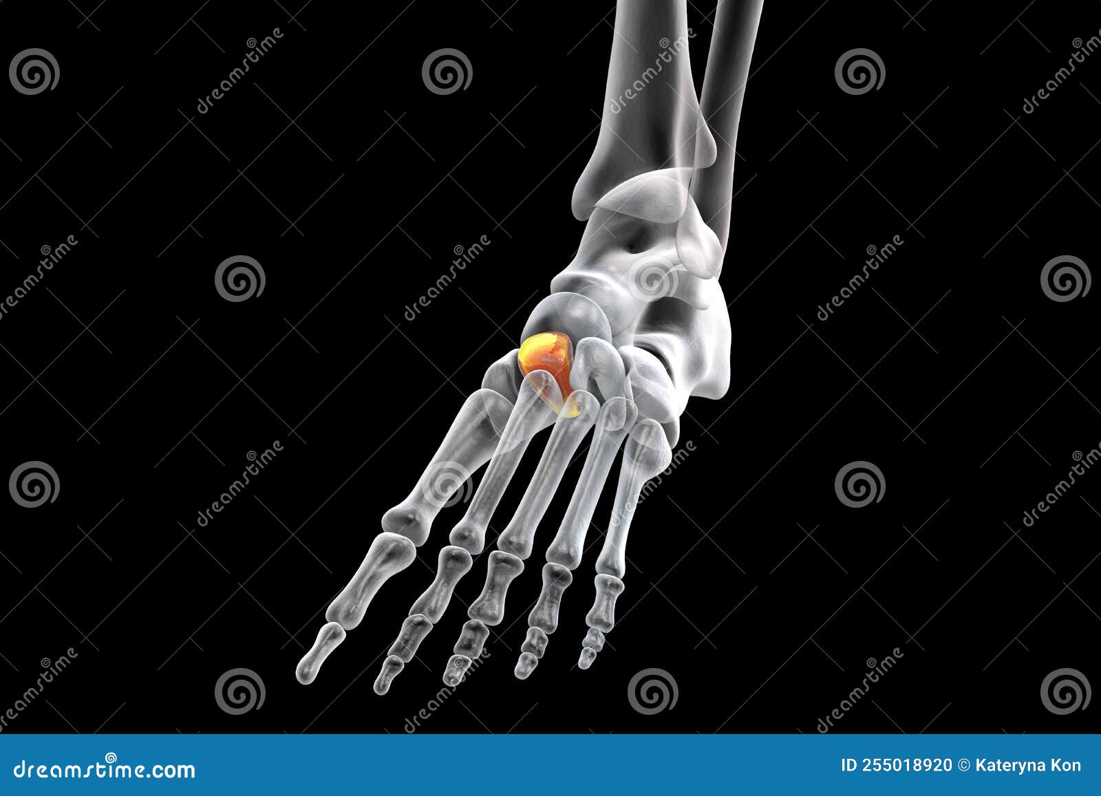 Intermediate Cuneiform Bone of the Foot, 3D Illustration Stock ...