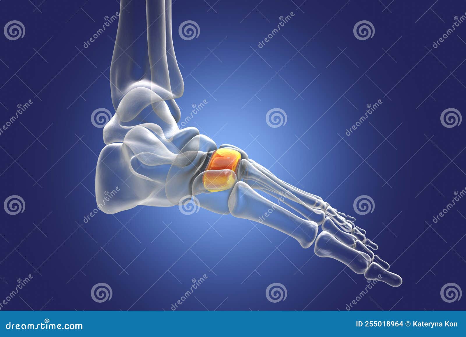 Intermediate Cuneiform Bone of the Foot, 3D Illustration Stock ...