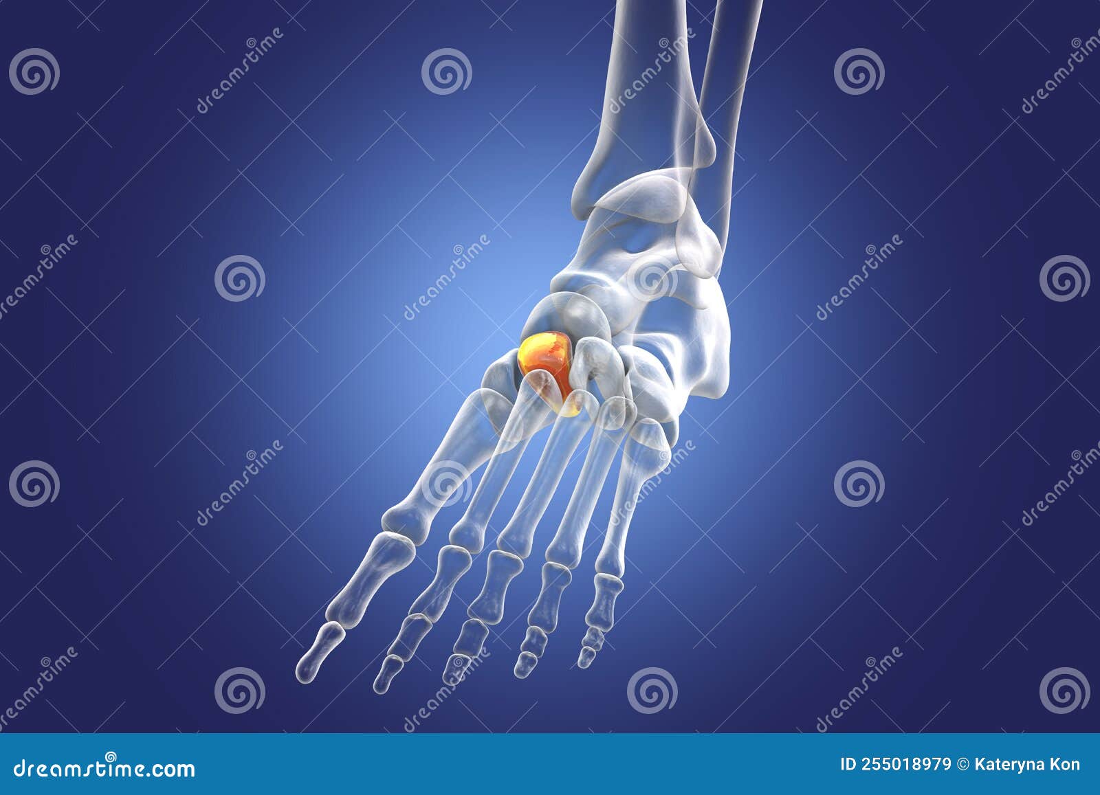 Intermediate Cuneiform Bone of the Foot, 3D Illustration Stock ...