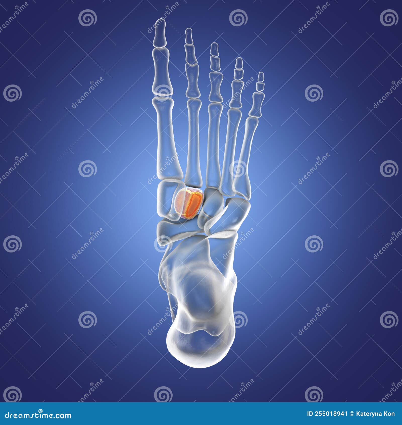 Second Metatarsal, Vintage Illustration Cartoon Vector | CartoonDealer ...