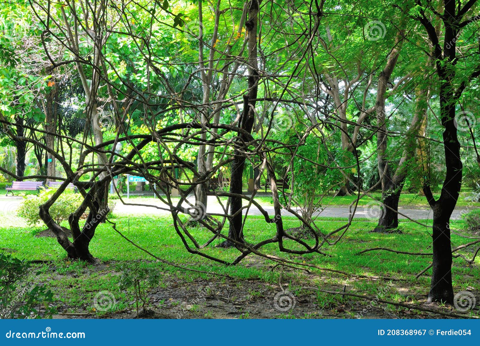 Intermingling Tree Branches Stock Image - Image of sunny, intertwine ...