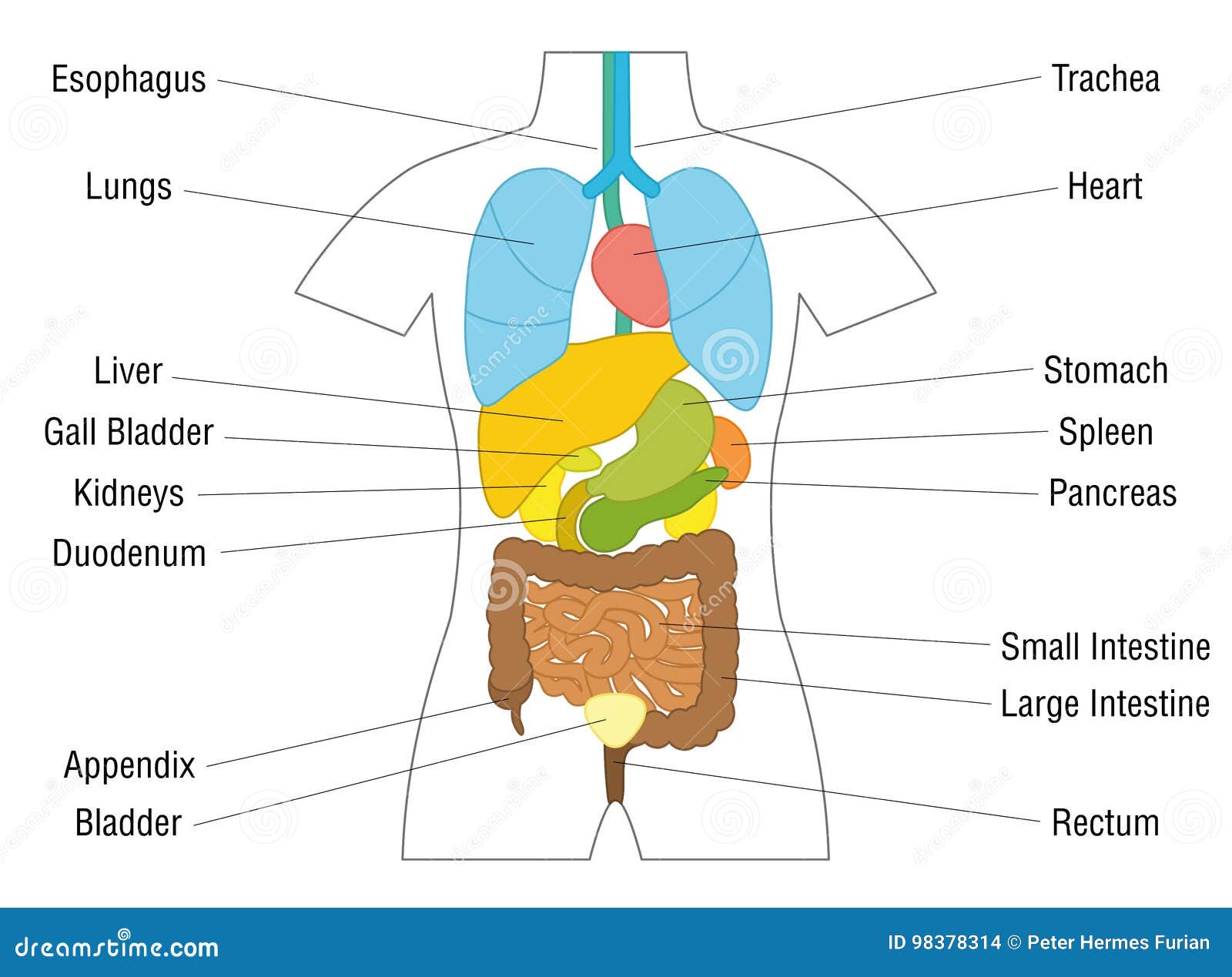 Intern Organen Schematisch Diagram Vector Illustratie - Illustration of ...