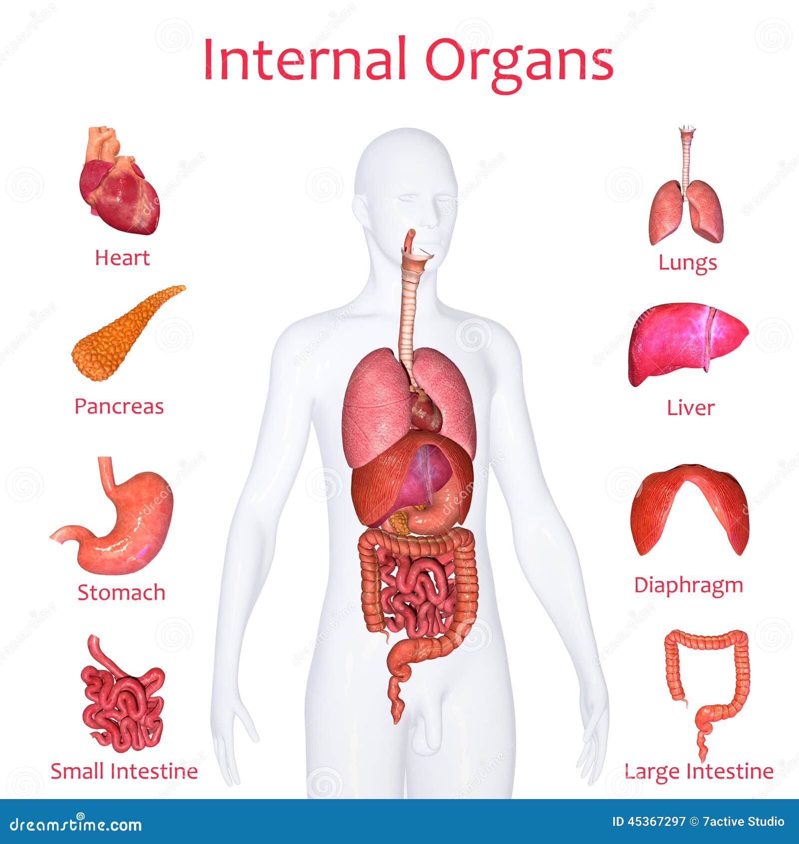 Interna organ stock illustrationer. Illustration av manlig - 45367297