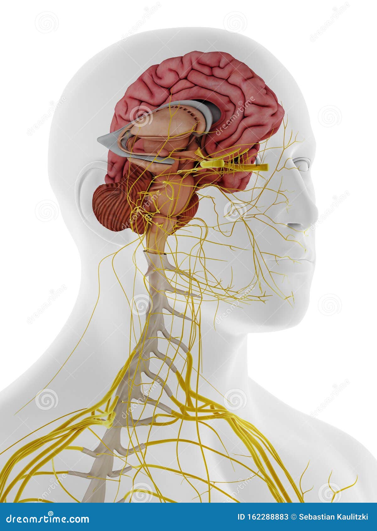The Internal Anatomy of the Brain Stock Illustration - Illustration of ...