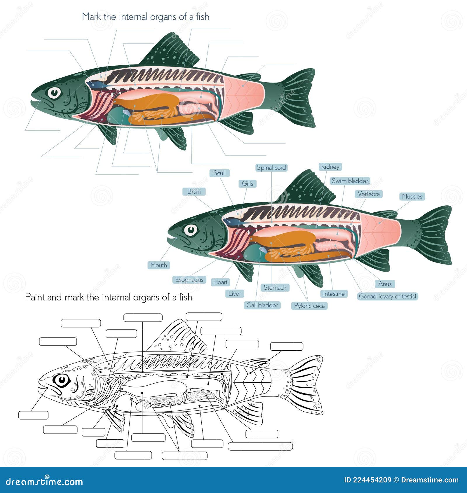 Fish Internal Organs Vector Art Diagram Anatomy With Labels ...