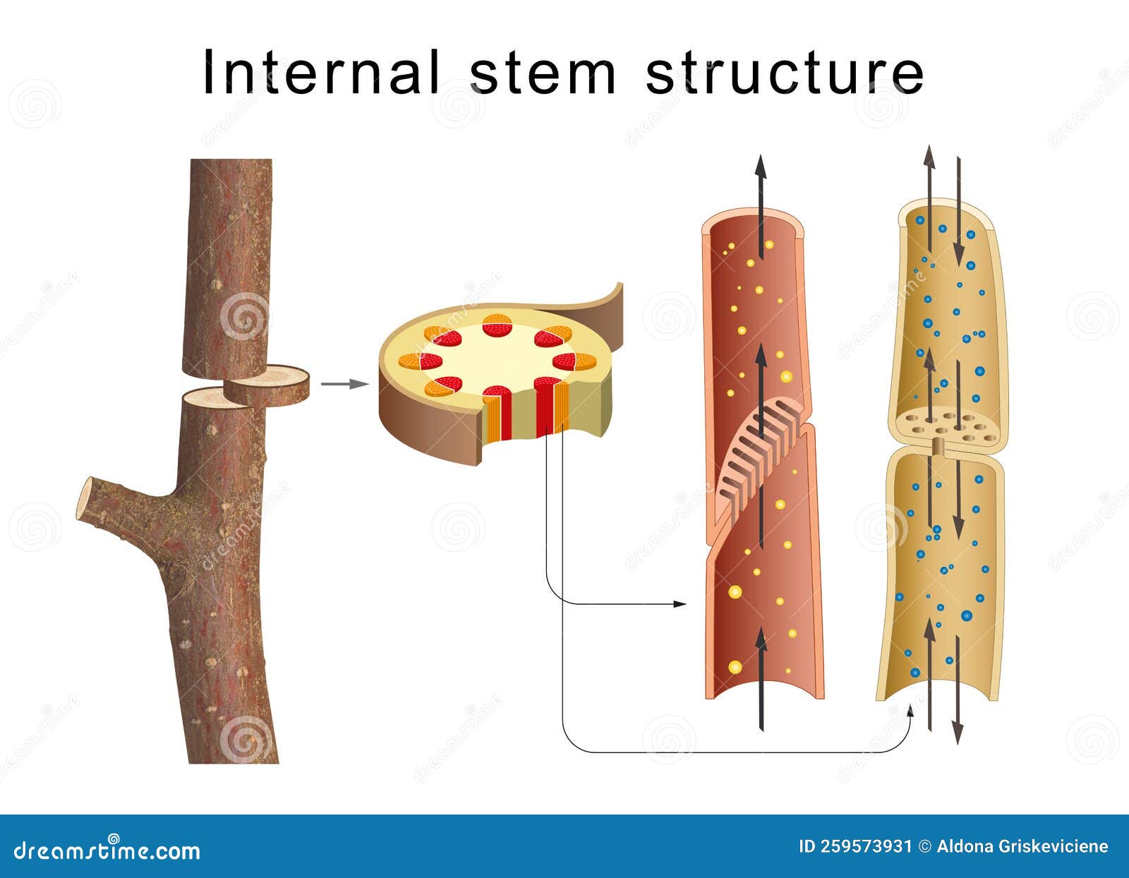 Xylem And Phloem. Biological Structure Scheme Of Inner Vascular In ...