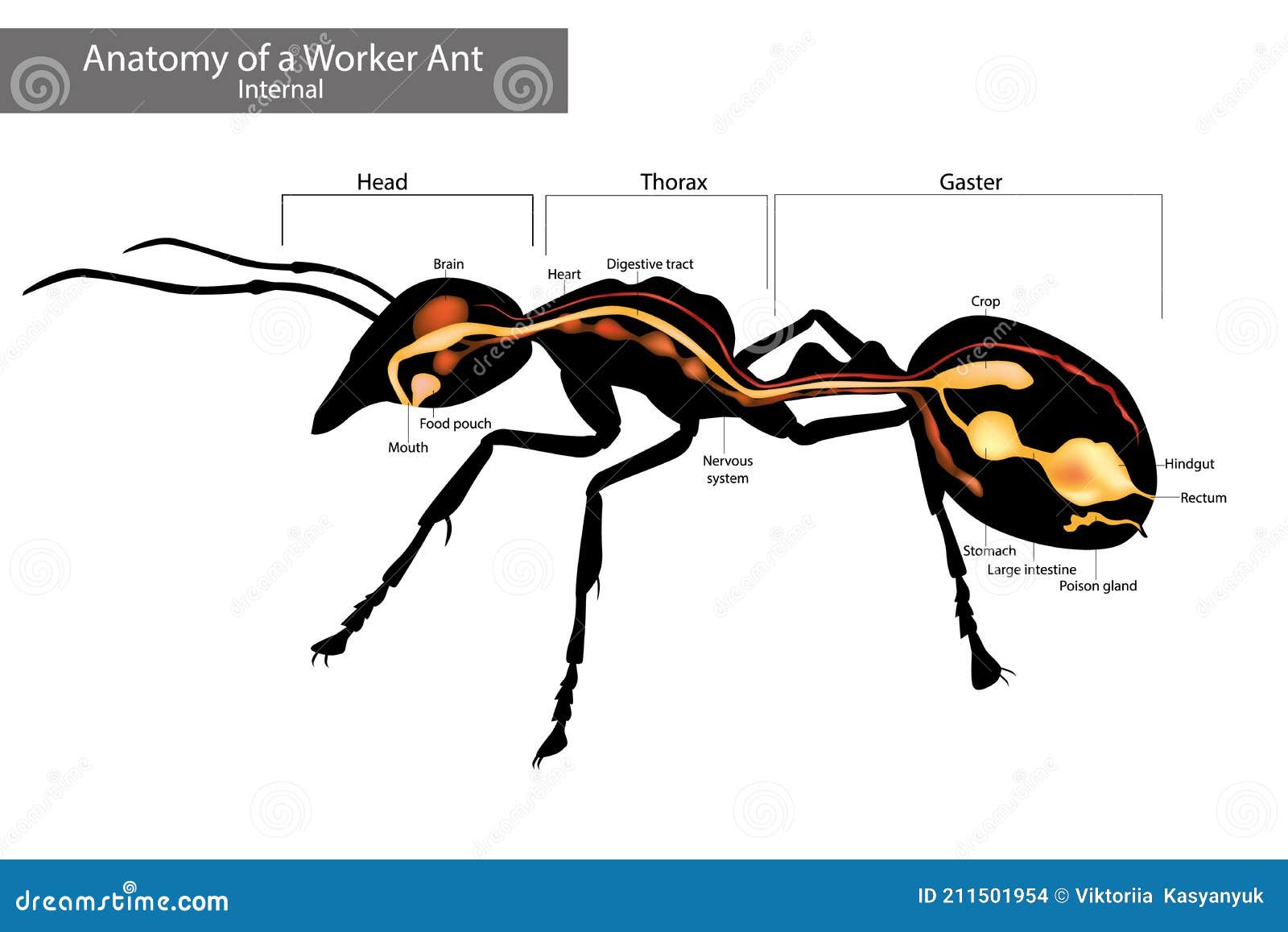 Internal Ant Anatomy. Characteristics Common To All Ants Stock Vector ...