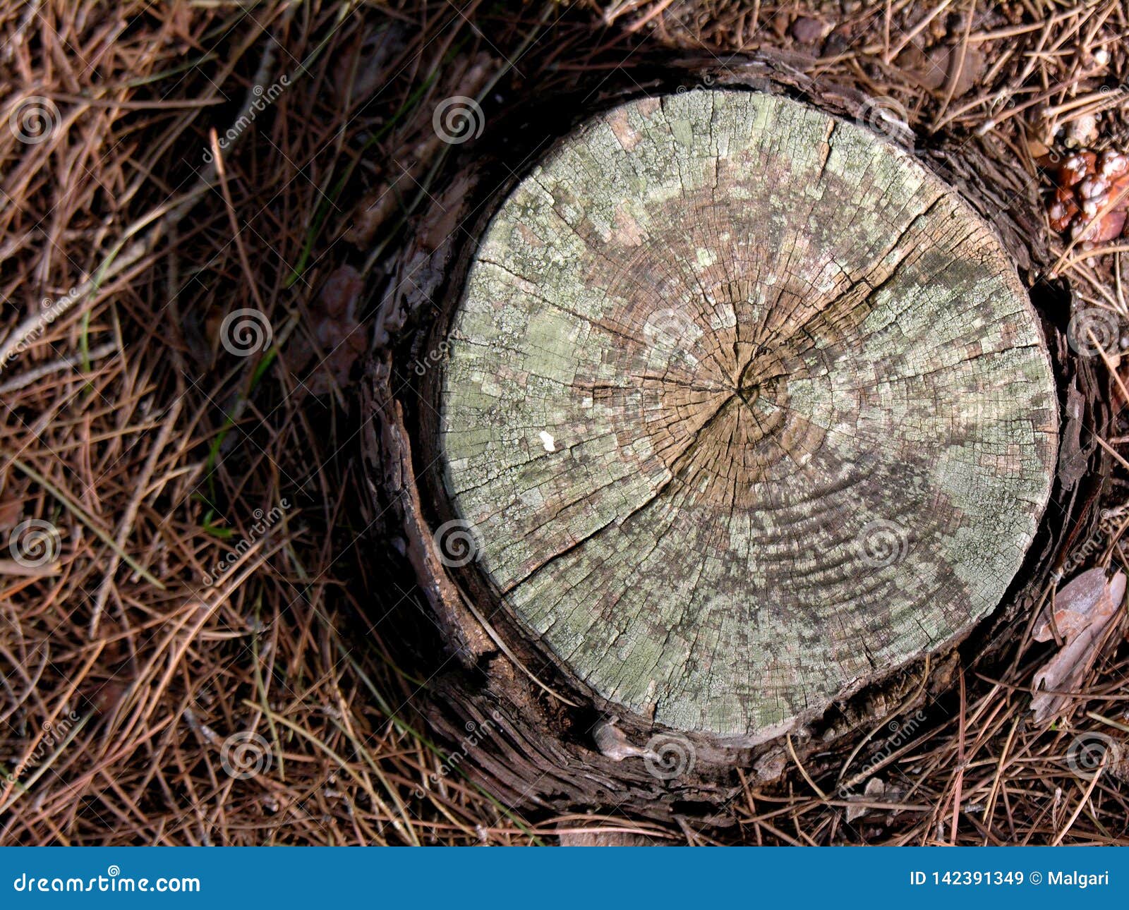 Body of a tree trunk b stock image. Image of engraving - 142391349