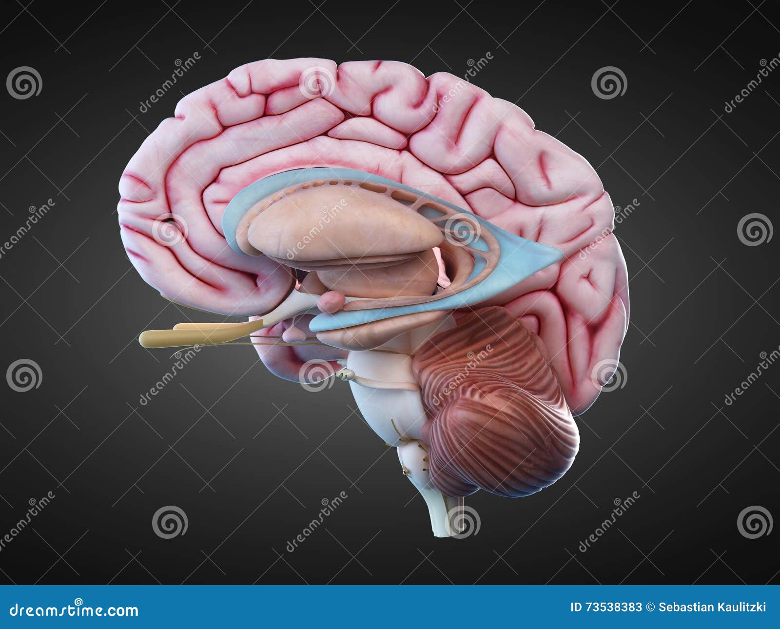 The internal brain anatomy stock illustration. Illustration of human ...