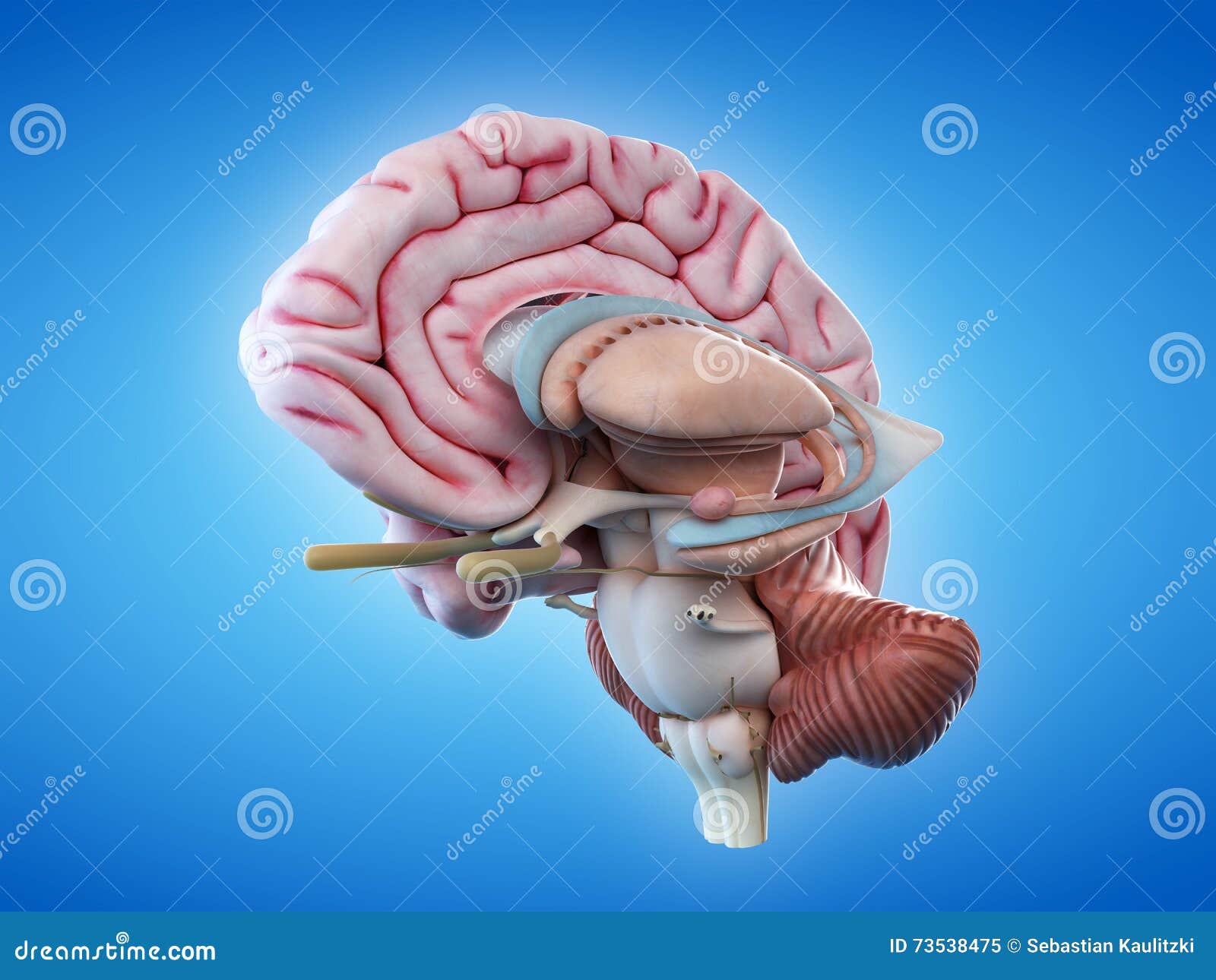 The internal brain anatomy stock illustration. Illustration of vitals ...