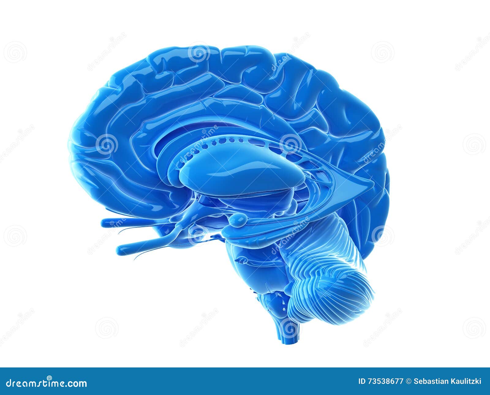 The internal brain anatomy stock illustration. Illustration of ...
