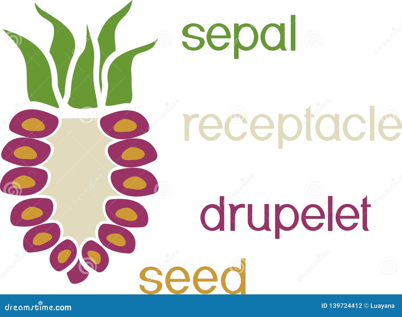 Internal and External Structure of Raspberry Aggregate Fruit Stock ...