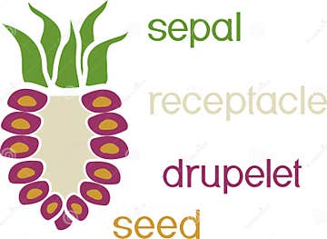 Internal and External Structure of Raspberry Aggregate Fruit Stock ...