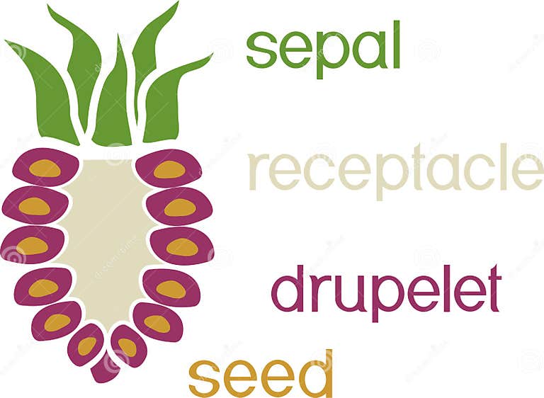 Internal and External Structure of Raspberry Aggregate Fruit Stock ...