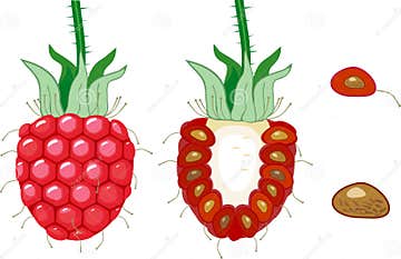 Internal and External Structure of Raspberry Aggregate Fruit Stock ...