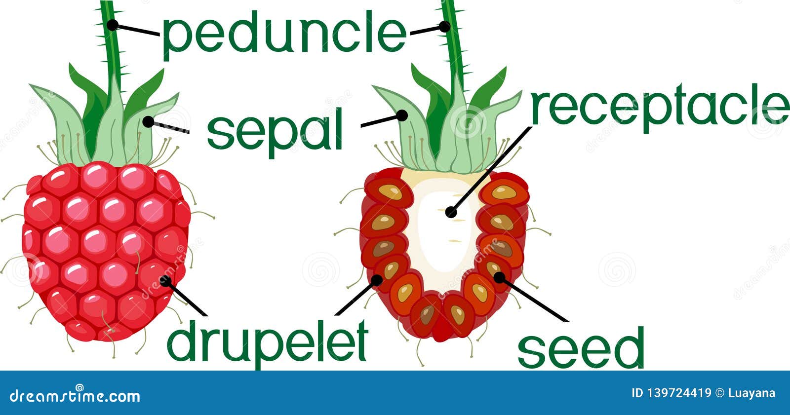 Internal And External Structure Of Raspberry Aggregate Fruit Cartoon internal-and-external-structure-of-raspberry-aggregate-fruit-cartoon