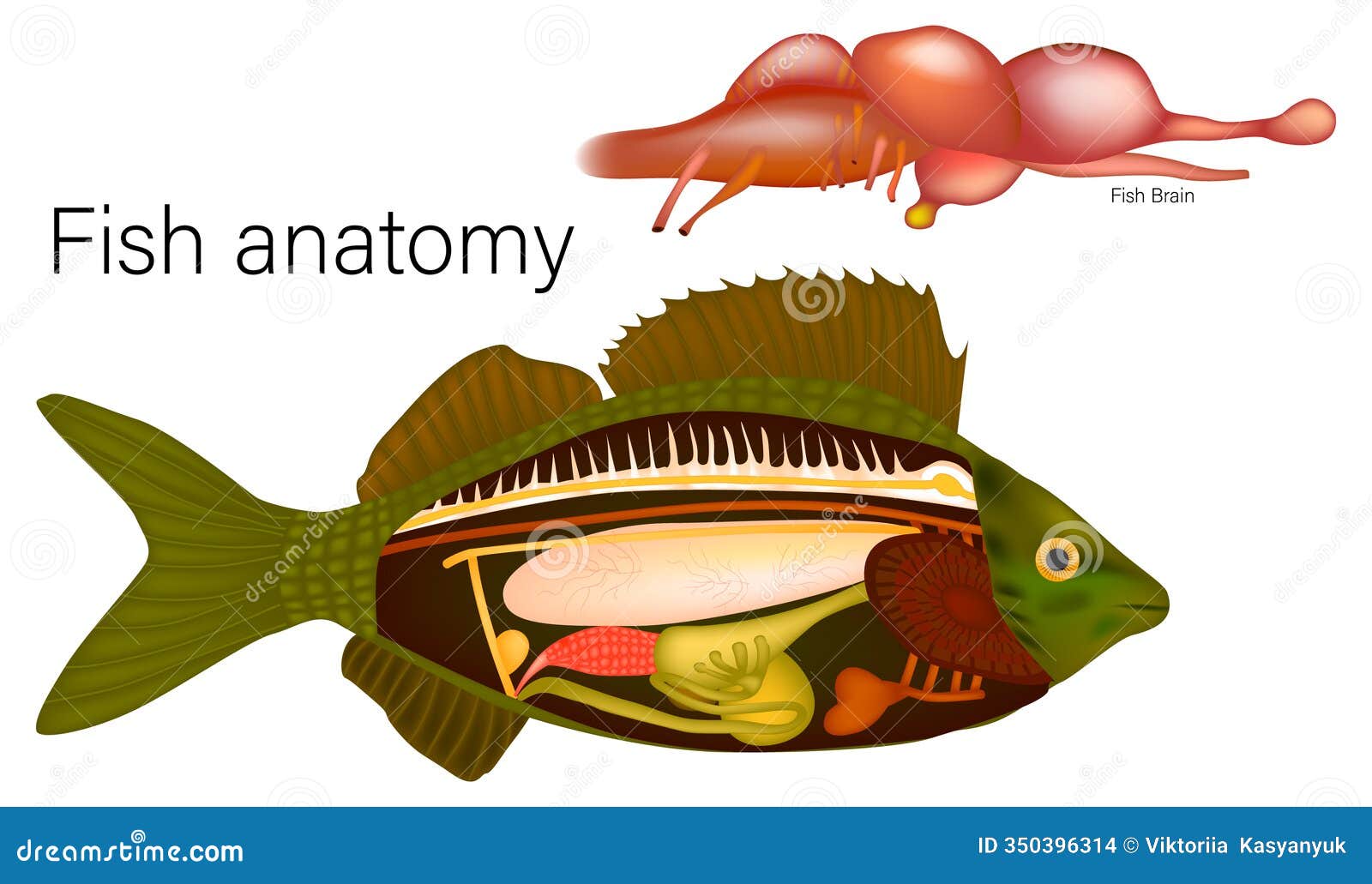 Anatomyart Cartoons, Illustrations & Vector Stock Images - 108 Pictures ...