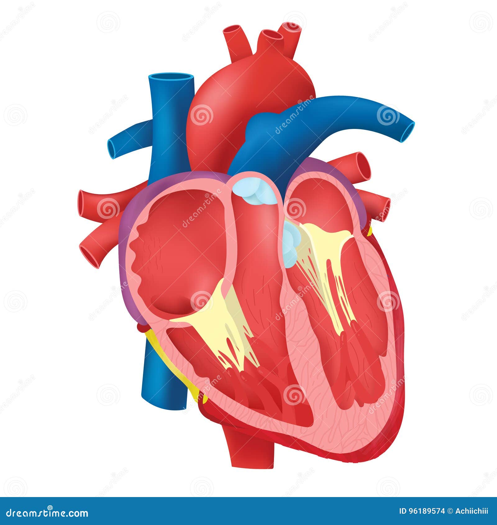 Internal Heart stock vector. Illustration of illustrationinternal ...