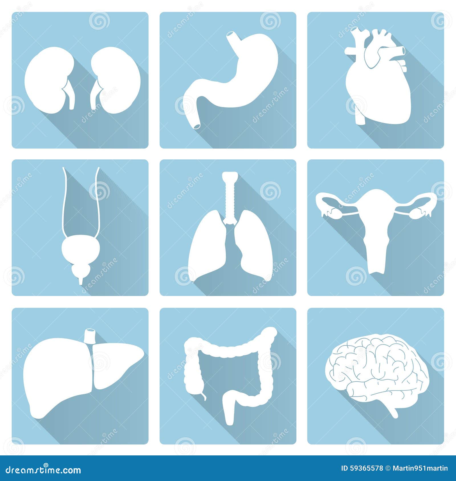 Internal Human Body Organs Flat Blue and White Icon Stock Vector ...