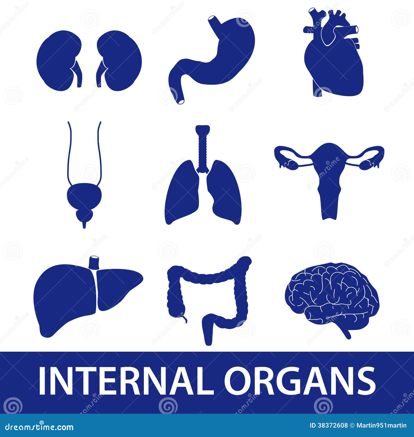 Internal Human Body Organs Icons Stock Vector - Illustration of bladder ...