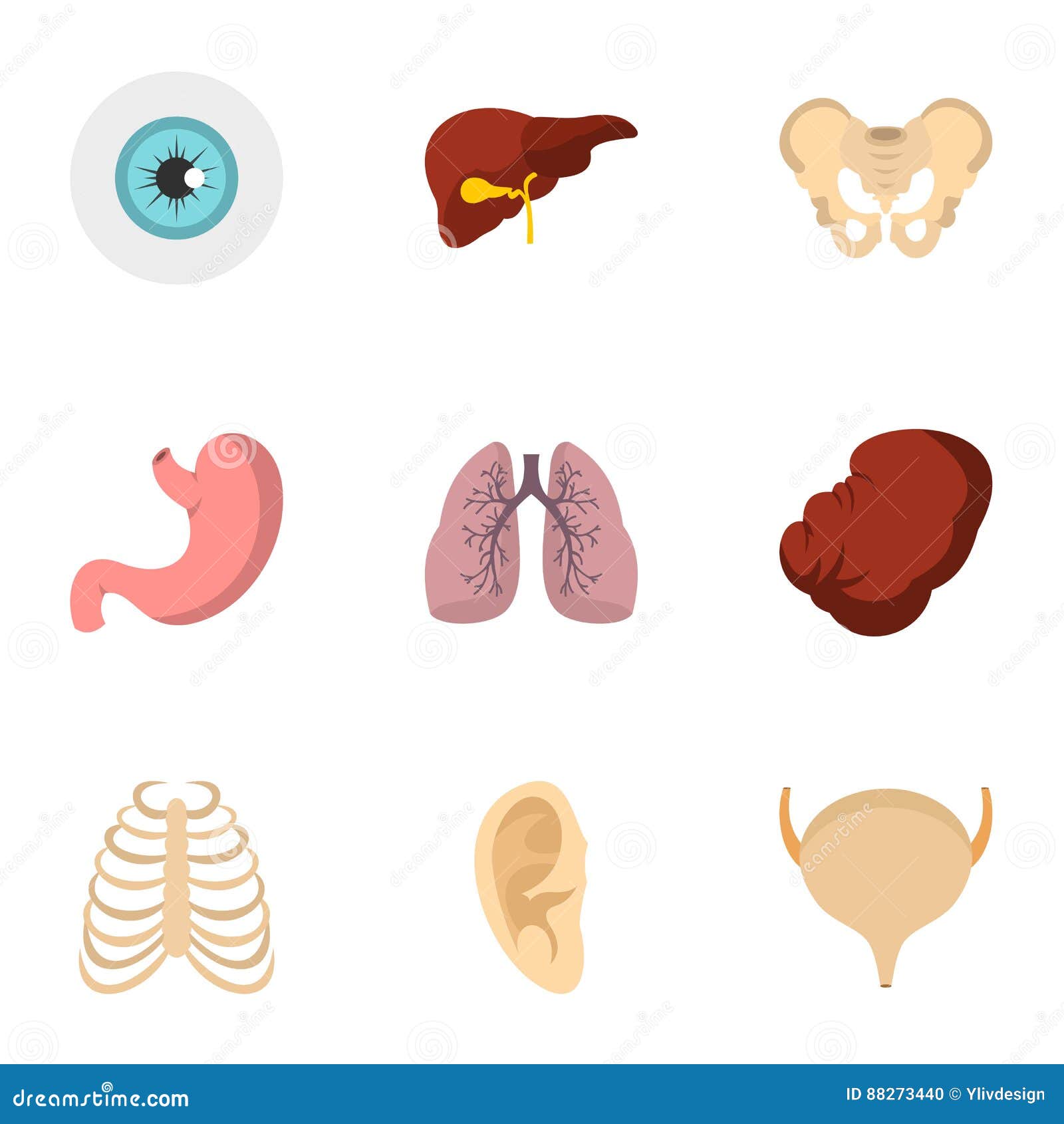 Internal Human Organs Icons Set, Flat Style Stock Vector - Illustration ...