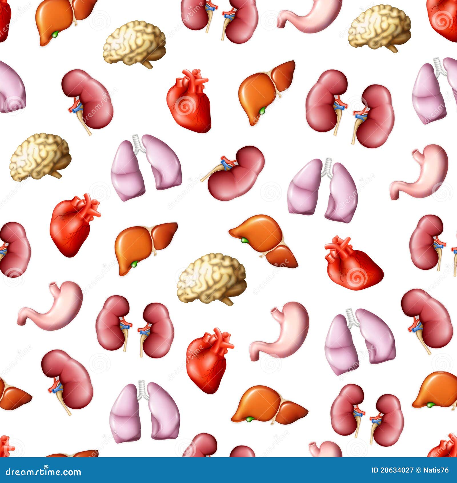 Internal Human Body Organs Pattern Vector Illustration | CartoonDealer ...