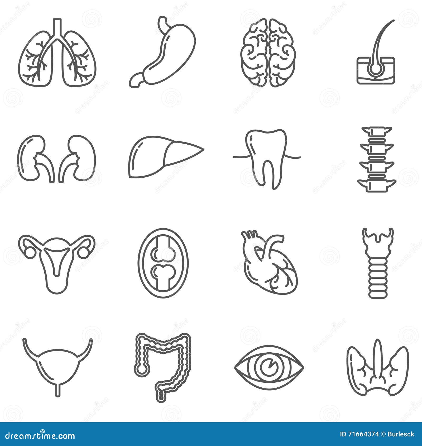 Internal Human Organs Vector Icons Set In Linear Design Style Stock