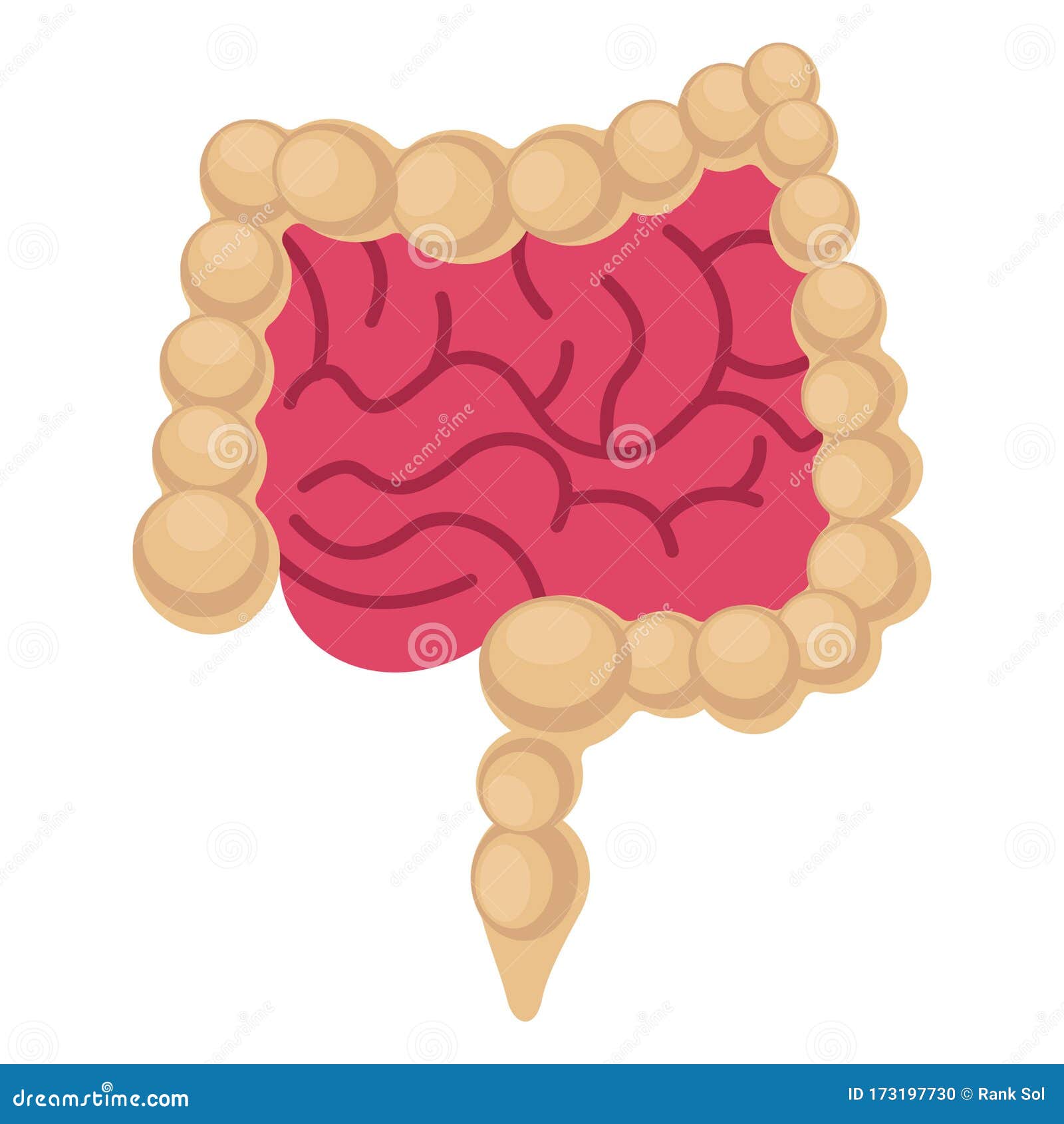 Basic RGB Internal, Intestine Vector Illustration Icon Which Can Easily ...