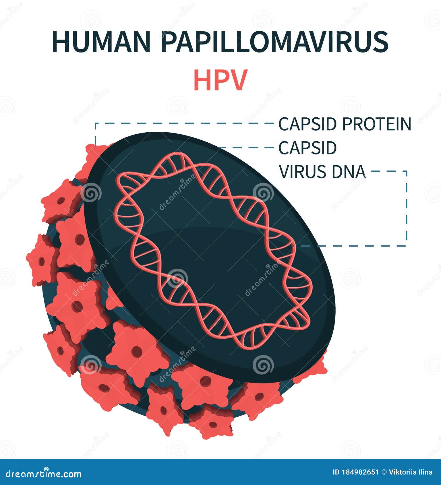 Hpv Virus Model