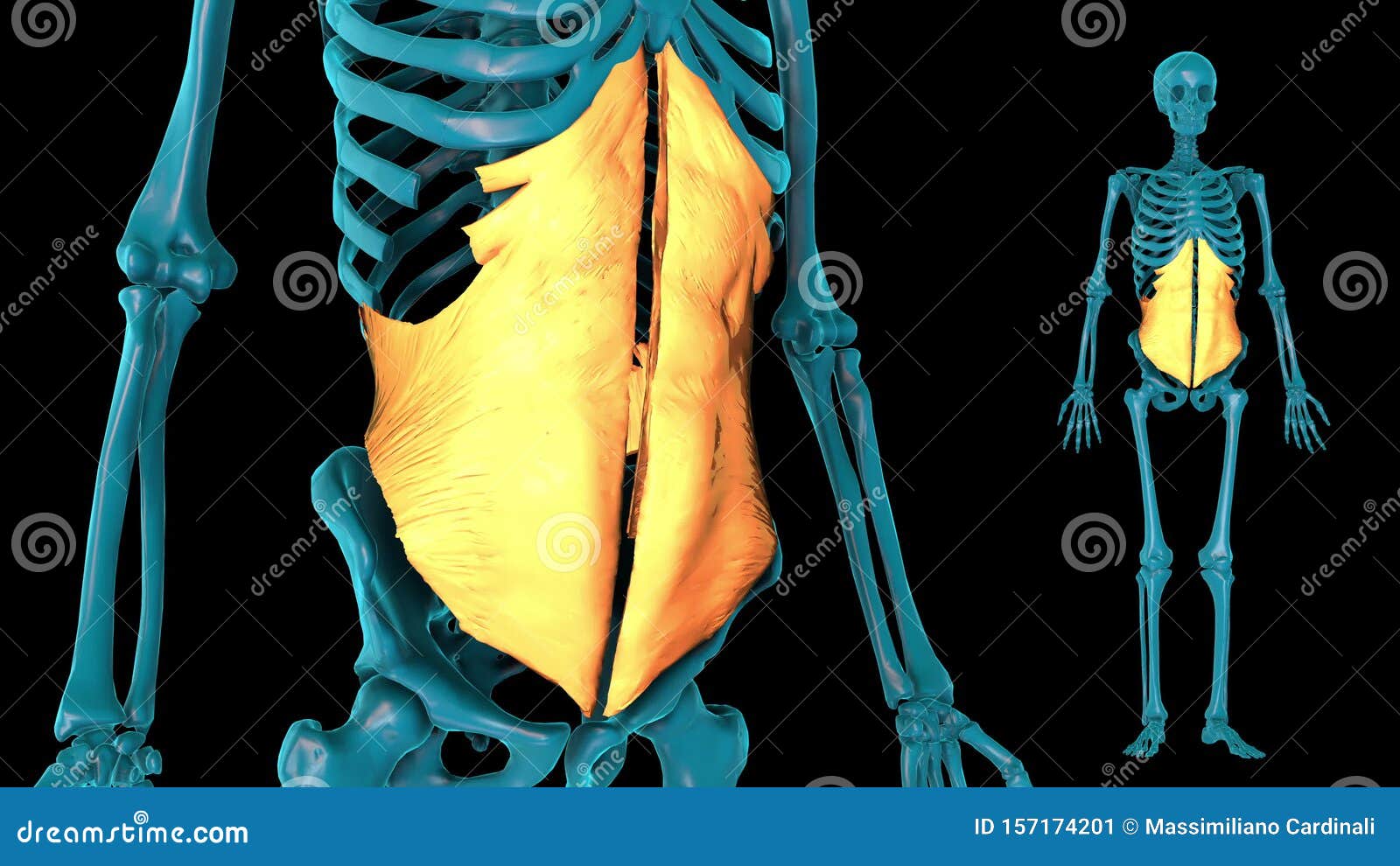 Internal Oblique - 3D Model Stock Video - Video of dorsi, buccinator ...