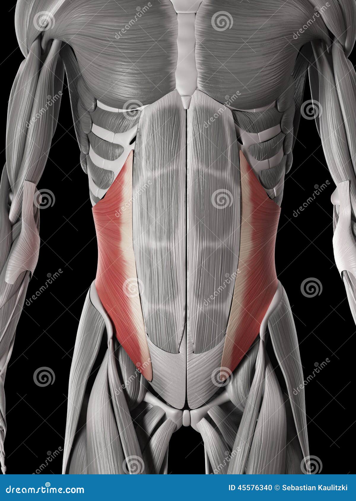 Internal oblique stock illustration. Illustration of health - 45576340