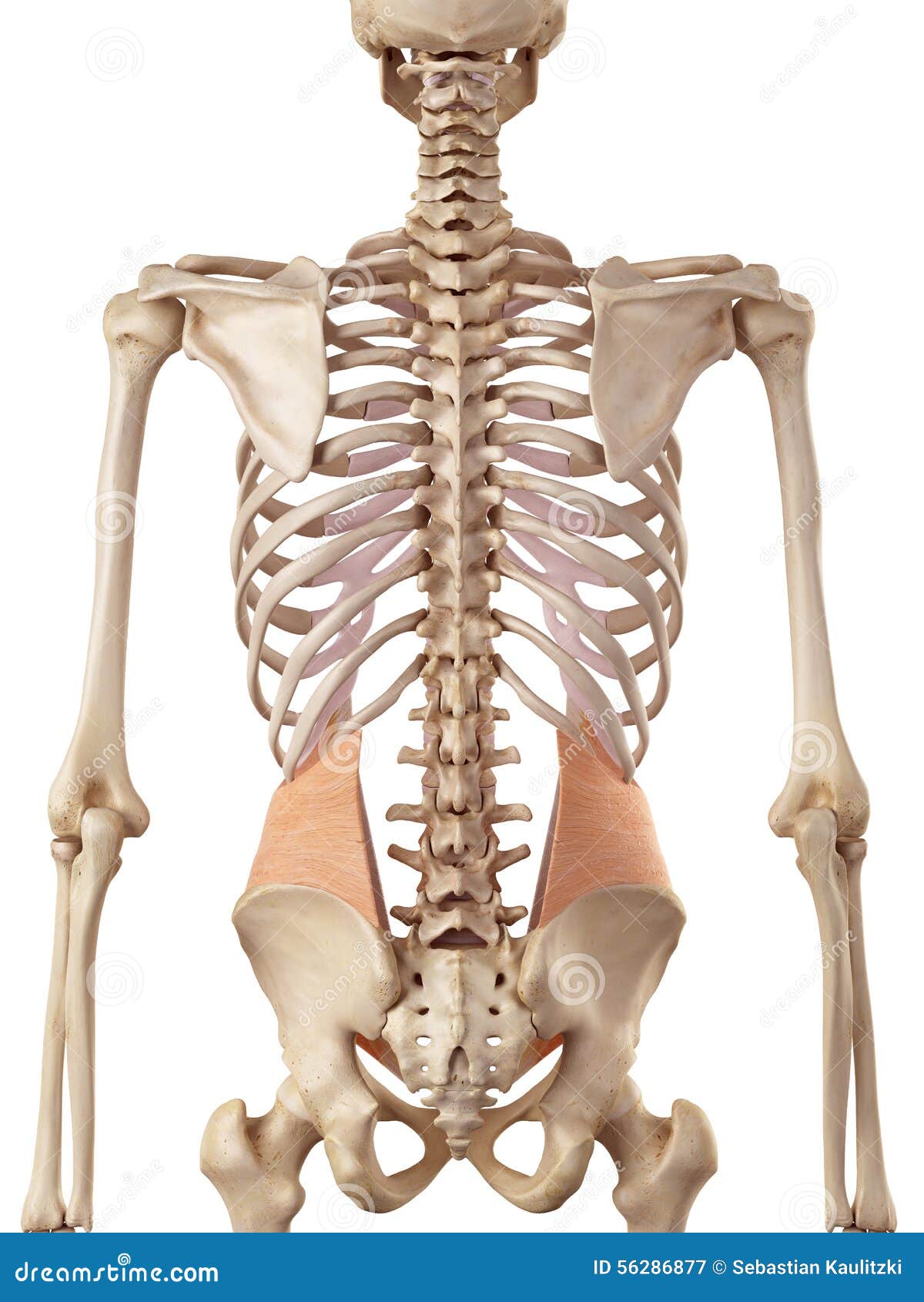 The internal oblique stock illustration. Illustration of science - 56286877