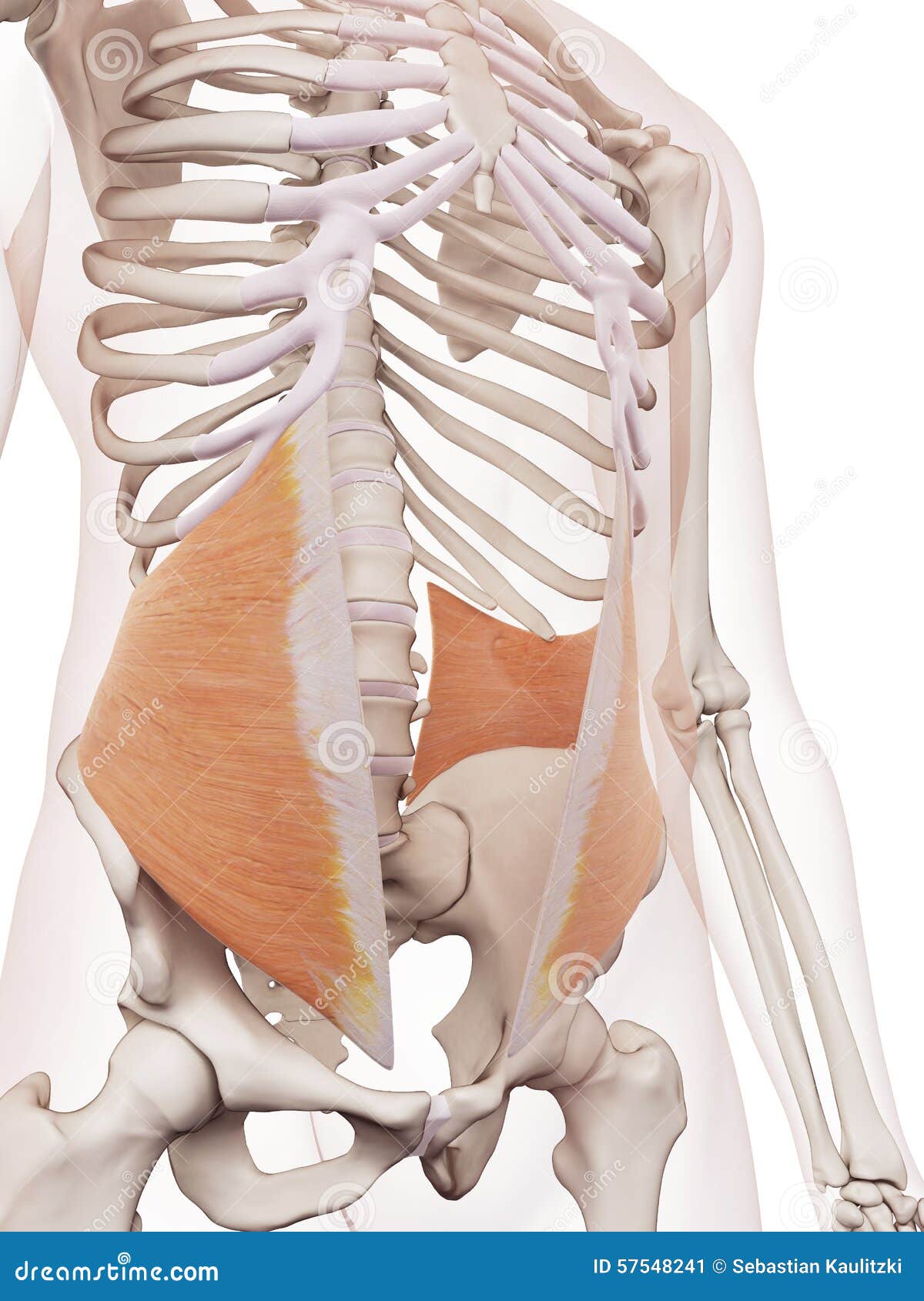 The internal oblique stock illustration. Illustration of accurate ...