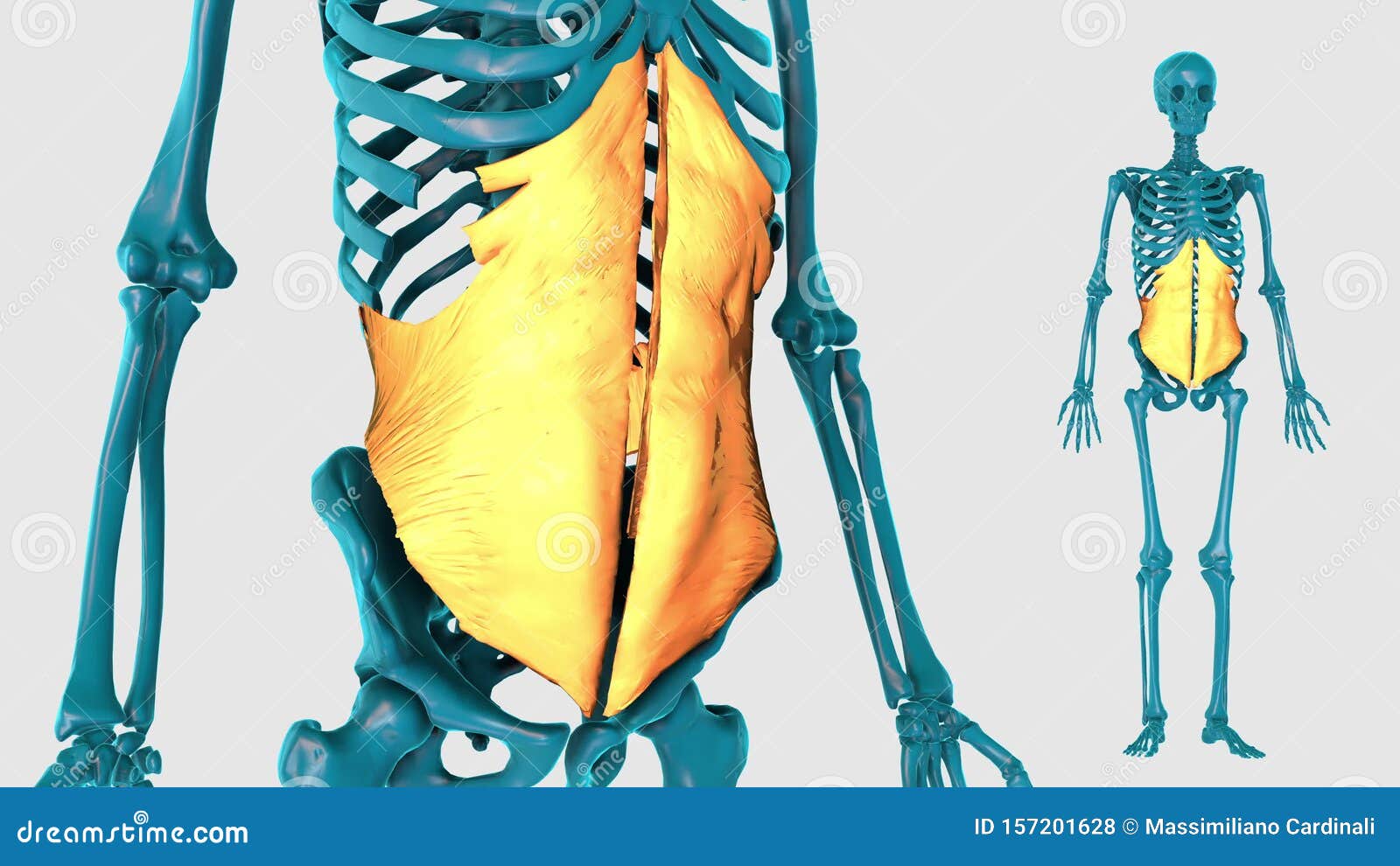 Internal Oblique on a White Background- 3D Model Stock Footage - Video ...