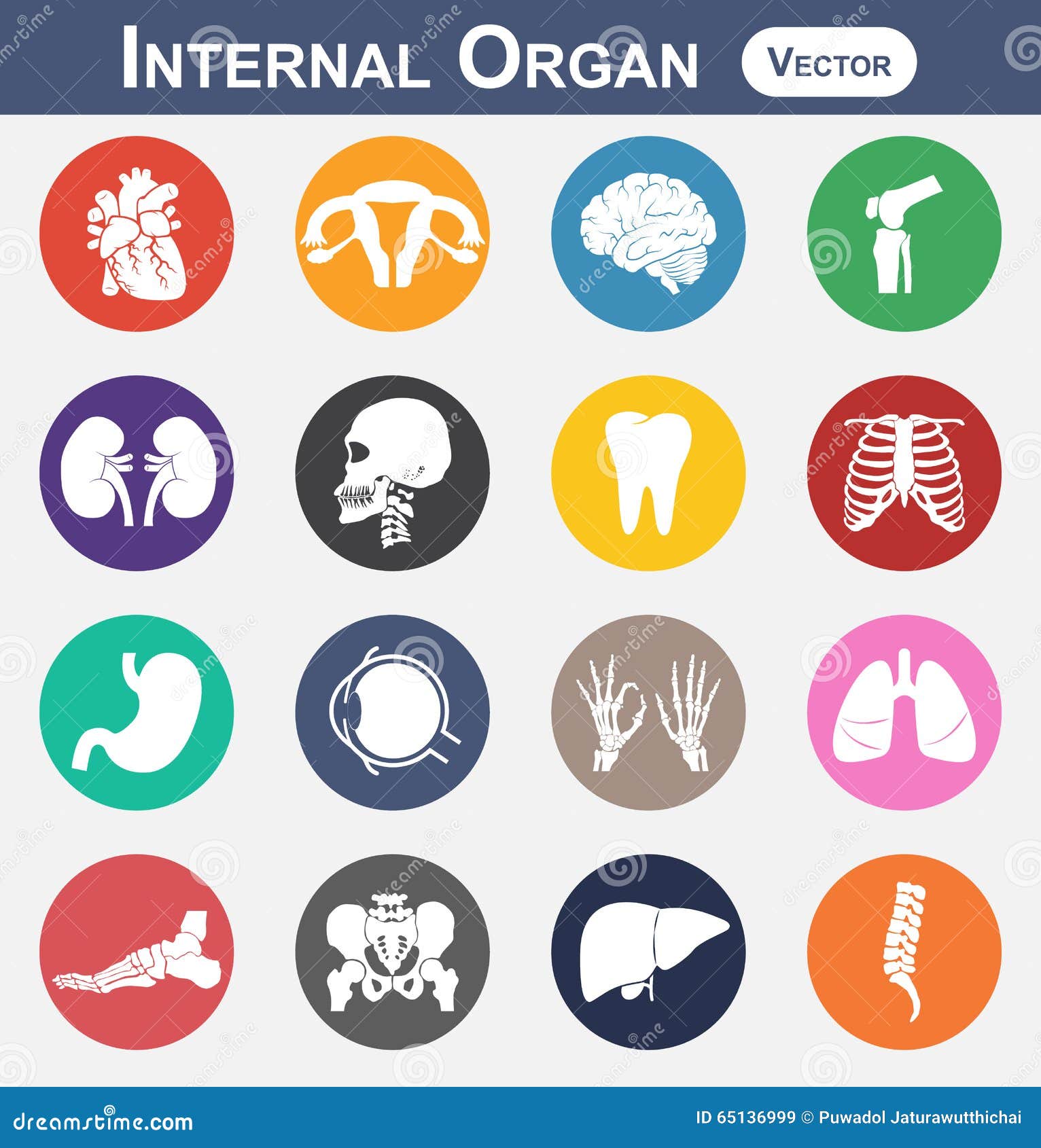 Internal Organ icon stock vector. Illustration of hand - 65136999