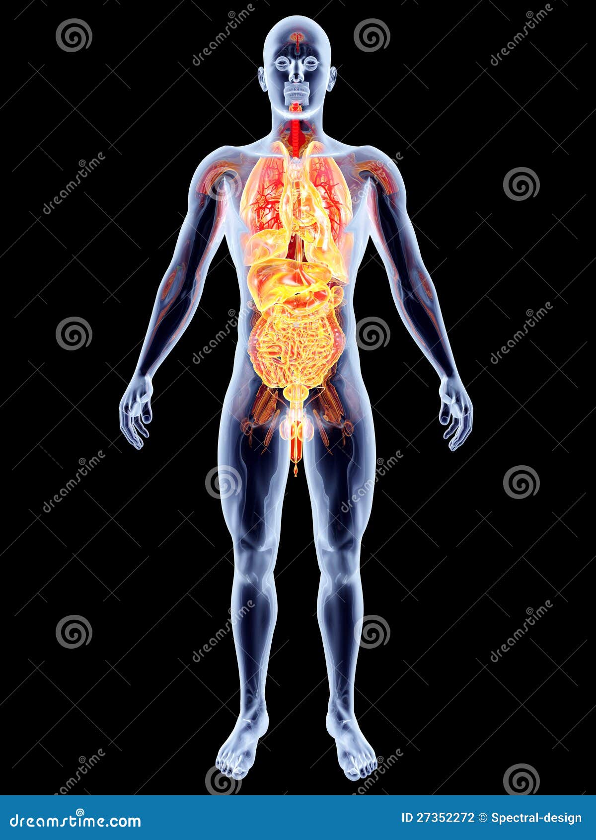 Internal Organs stock illustration. Illustration of human - 27352272
