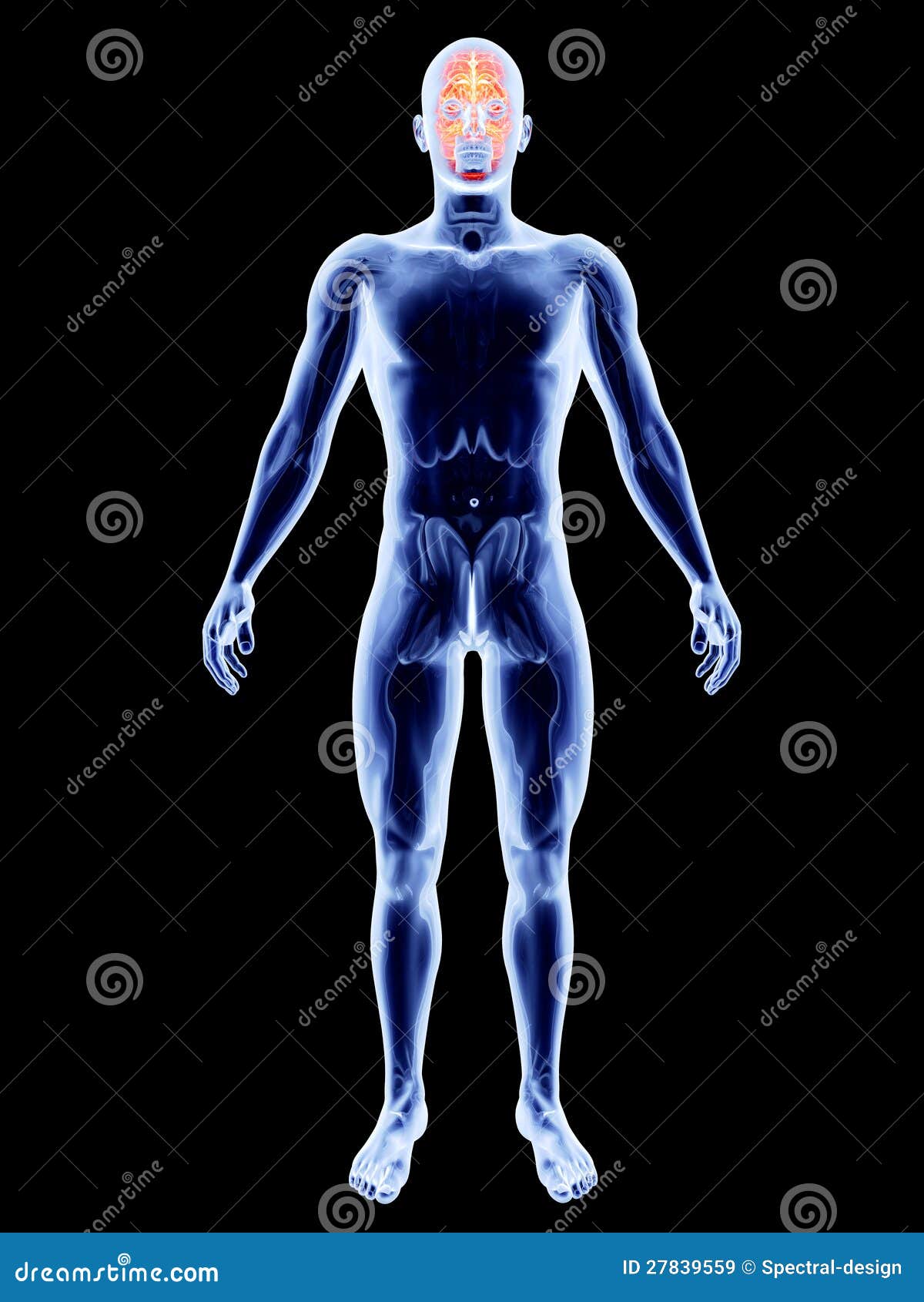 Internal Organs - Brain stock illustration. Illustration of education ...