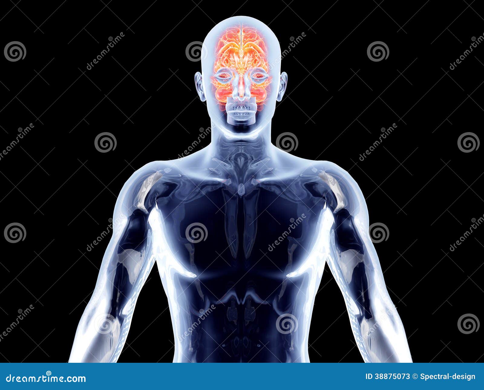 Internal Organs - Brain stock illustration. Illustration of digital ...
