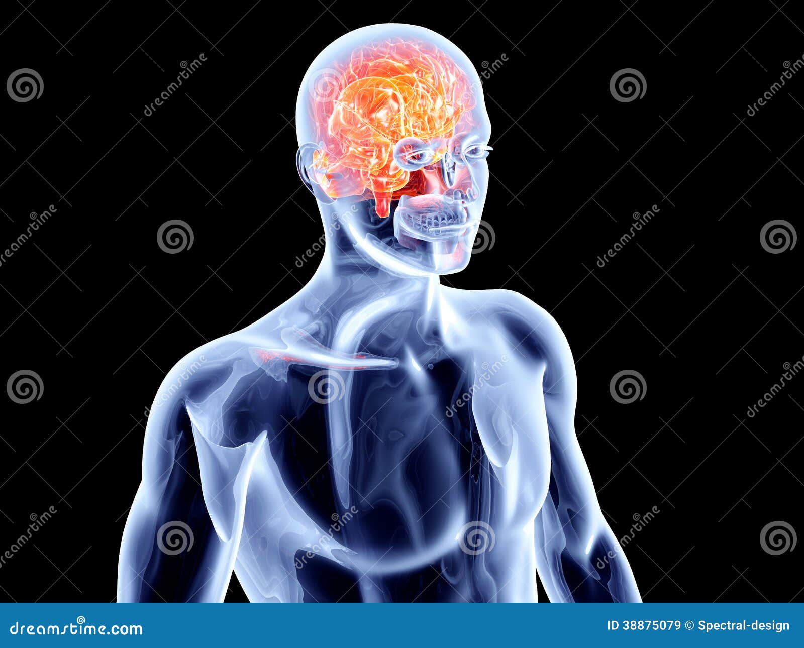 Internal Organs - Brain stock illustration. Illustration of organ ...