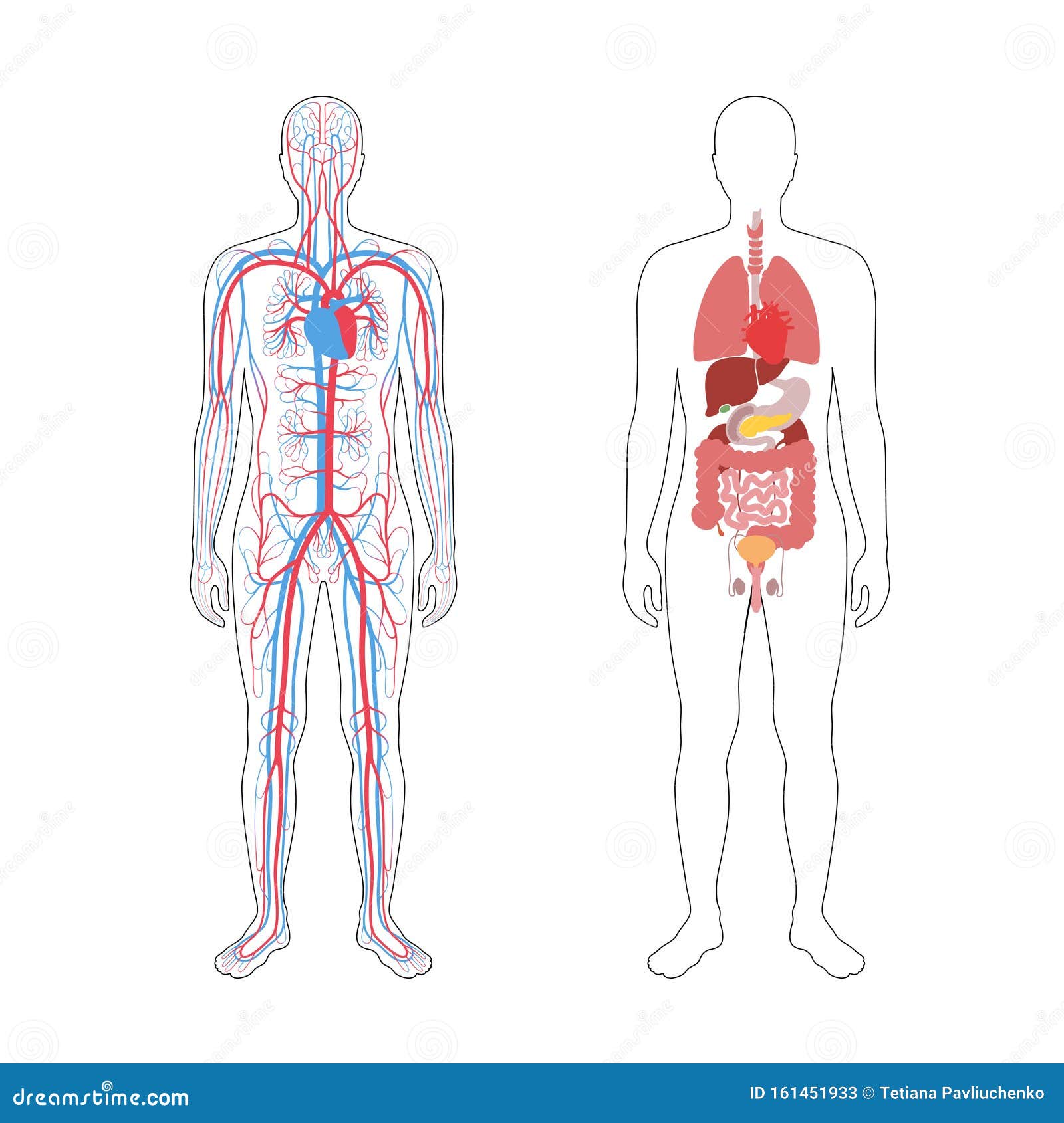 Internal Organs and Circulatory System Stock Vector - Illustration of ...
