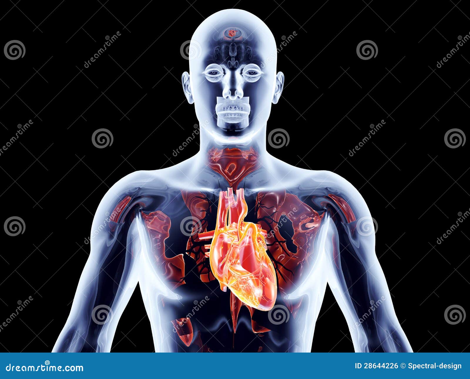 Internal Organs - Heart stock illustration. Illustration of circulatory ...