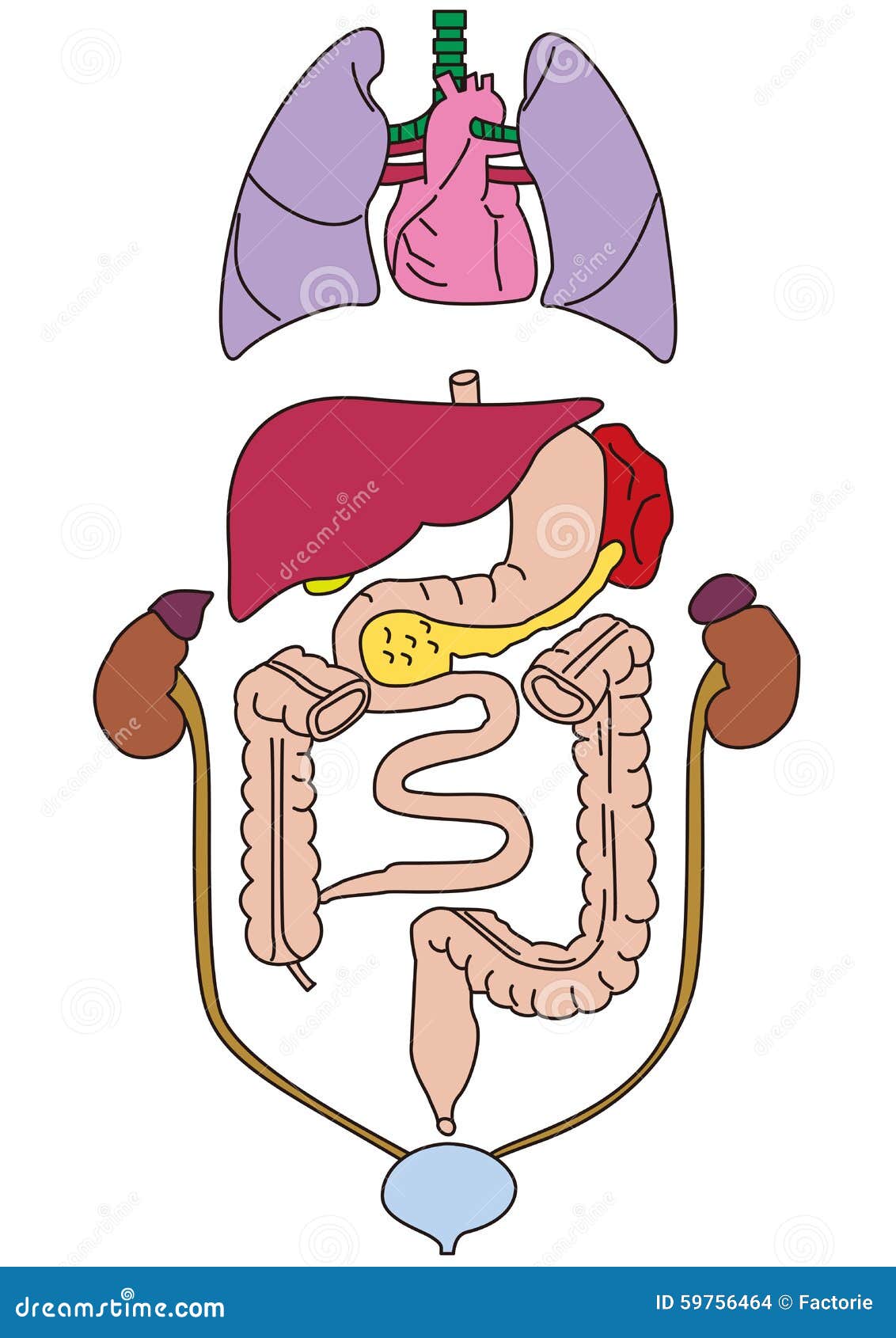 The Internal Organs of the Human Body Stock Illustration - Illustration ...