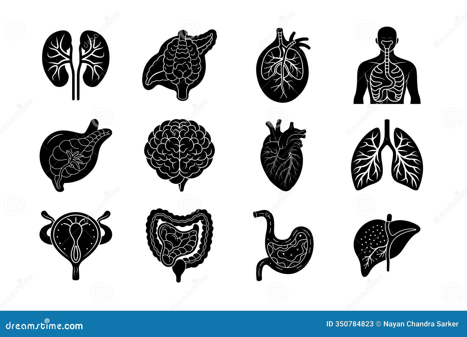 Internal Organs of Human Body Vector Silhouette Art Illustration Bundle ...