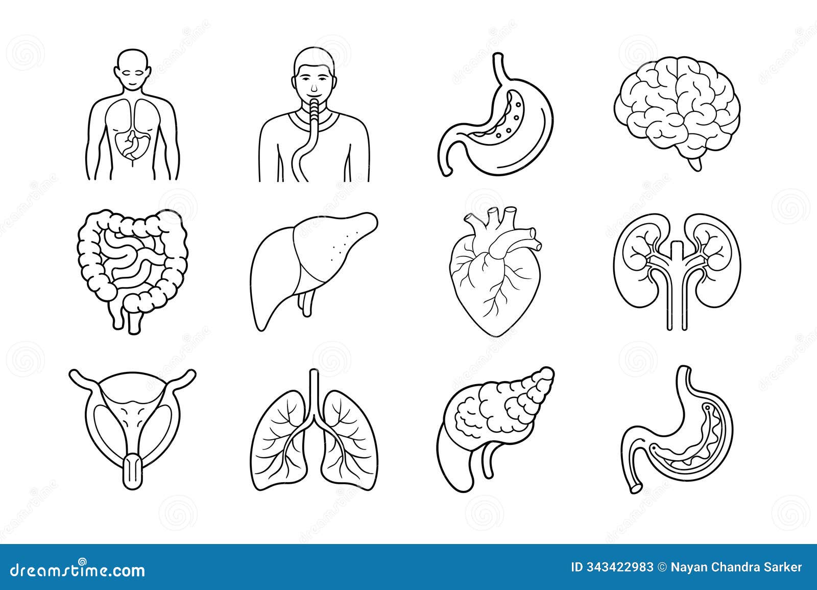 Internal Organs of Human Vector Line Art Bundle Stock Vector ...