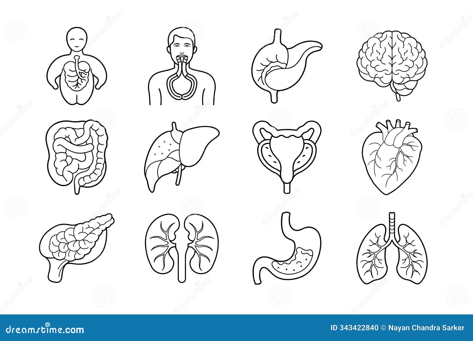 Internal Organs of Human Vector Line Art Bundle Stock Vector ...