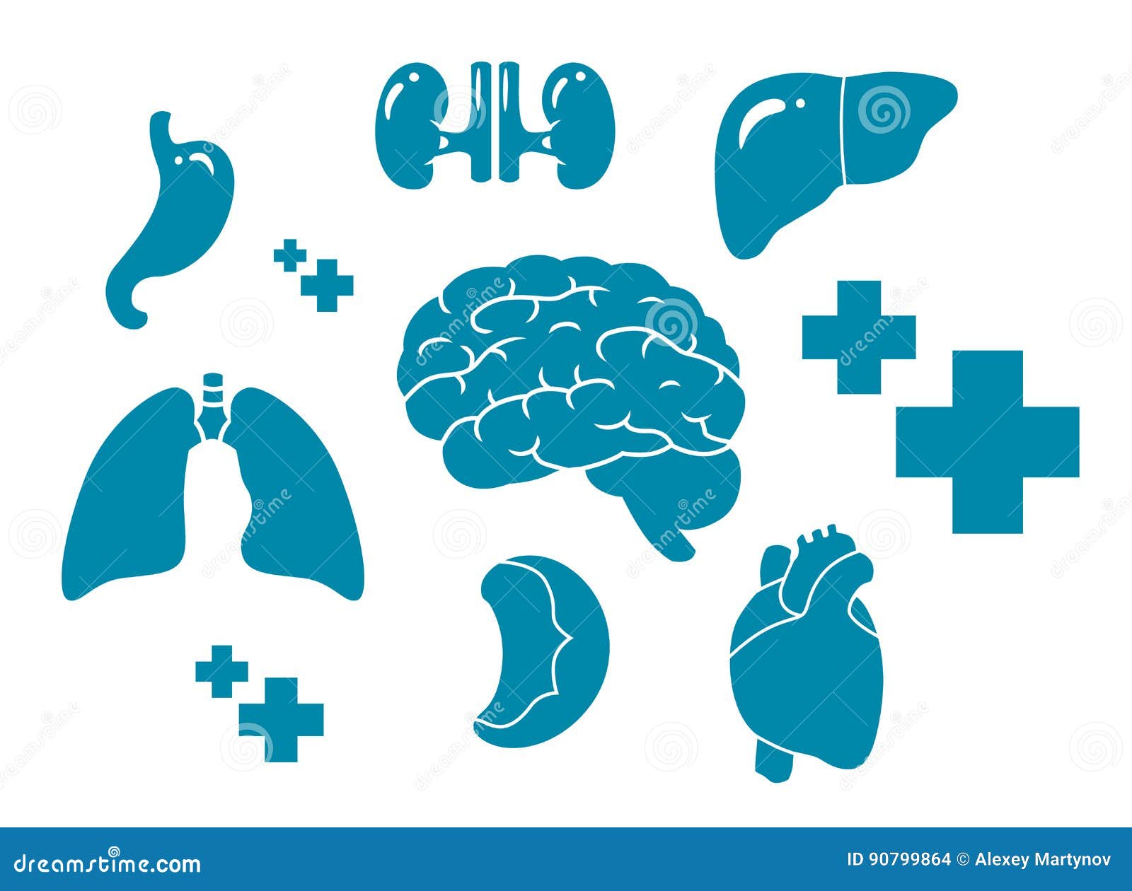 Internal organs icon set stock vector. Illustration of isolated - 90799864